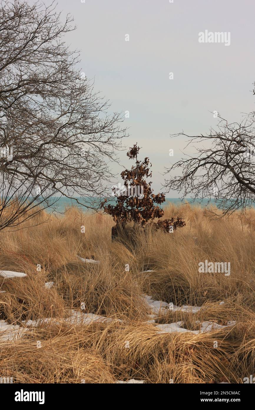 Barren trees growing in the winter meadow with lots of wild golden ...