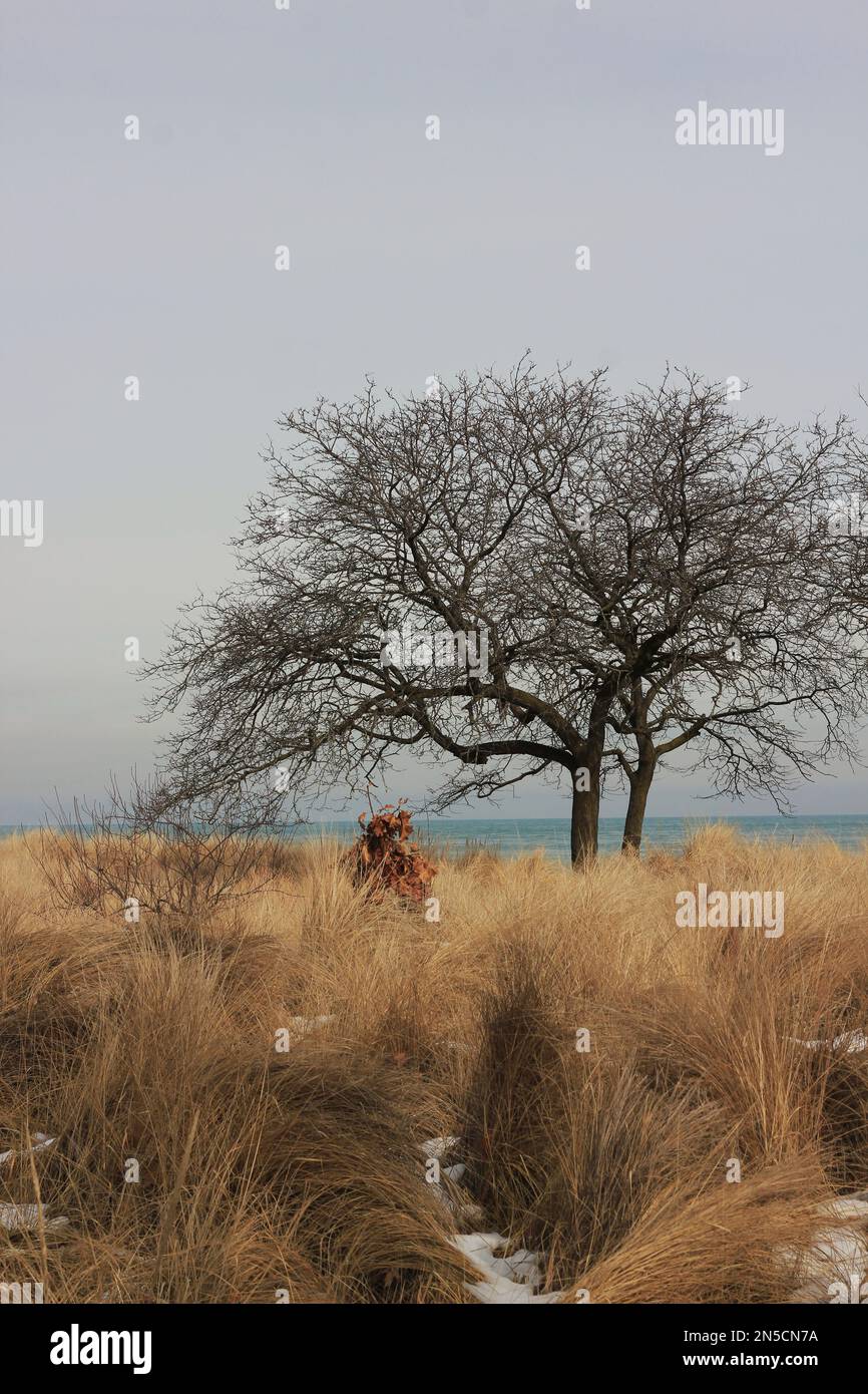 Barren trees growing in the winter meadow with lots of wild golden ...