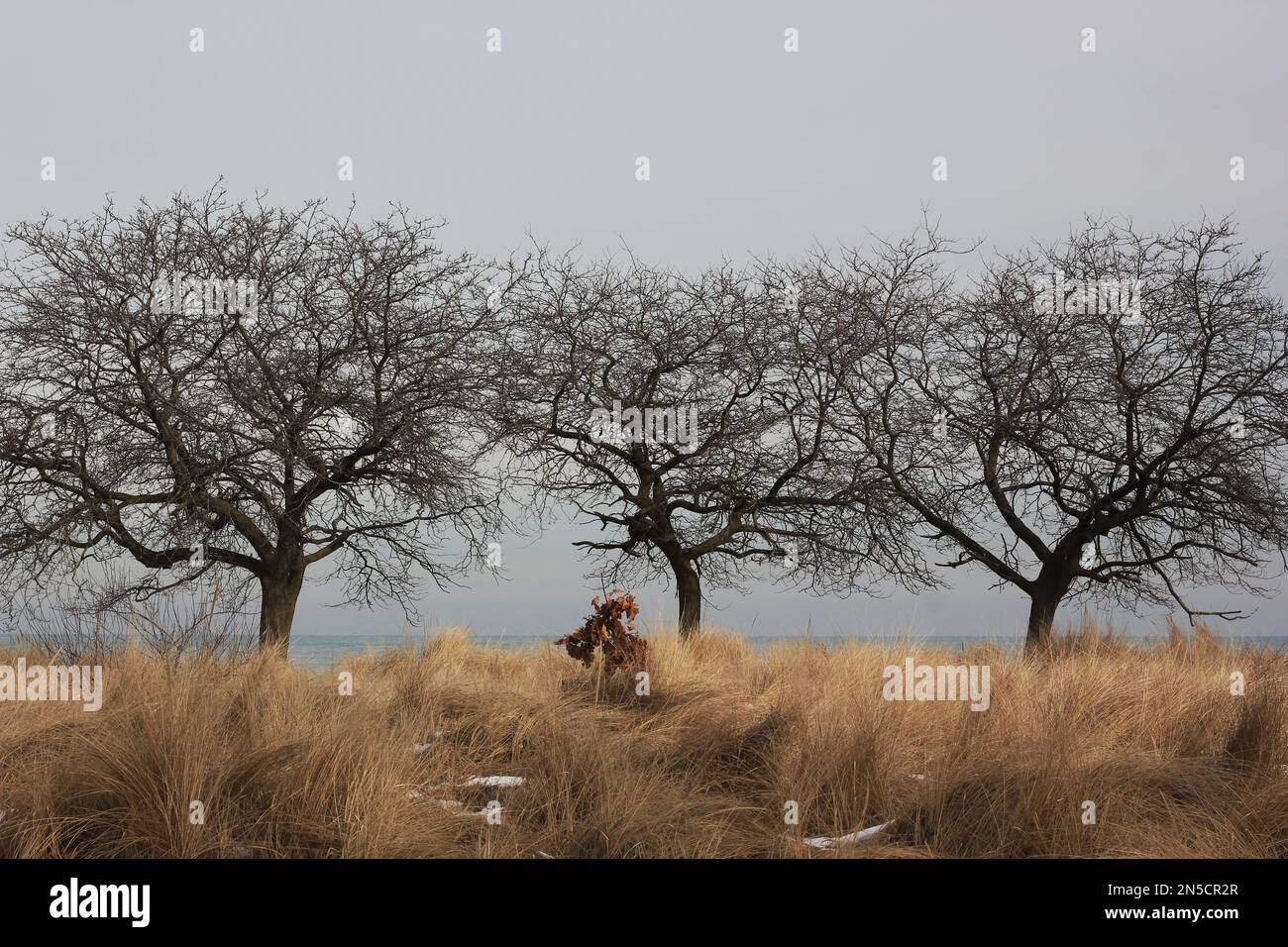 Barren trees growing in the winter meadow with lots of wild golden ...