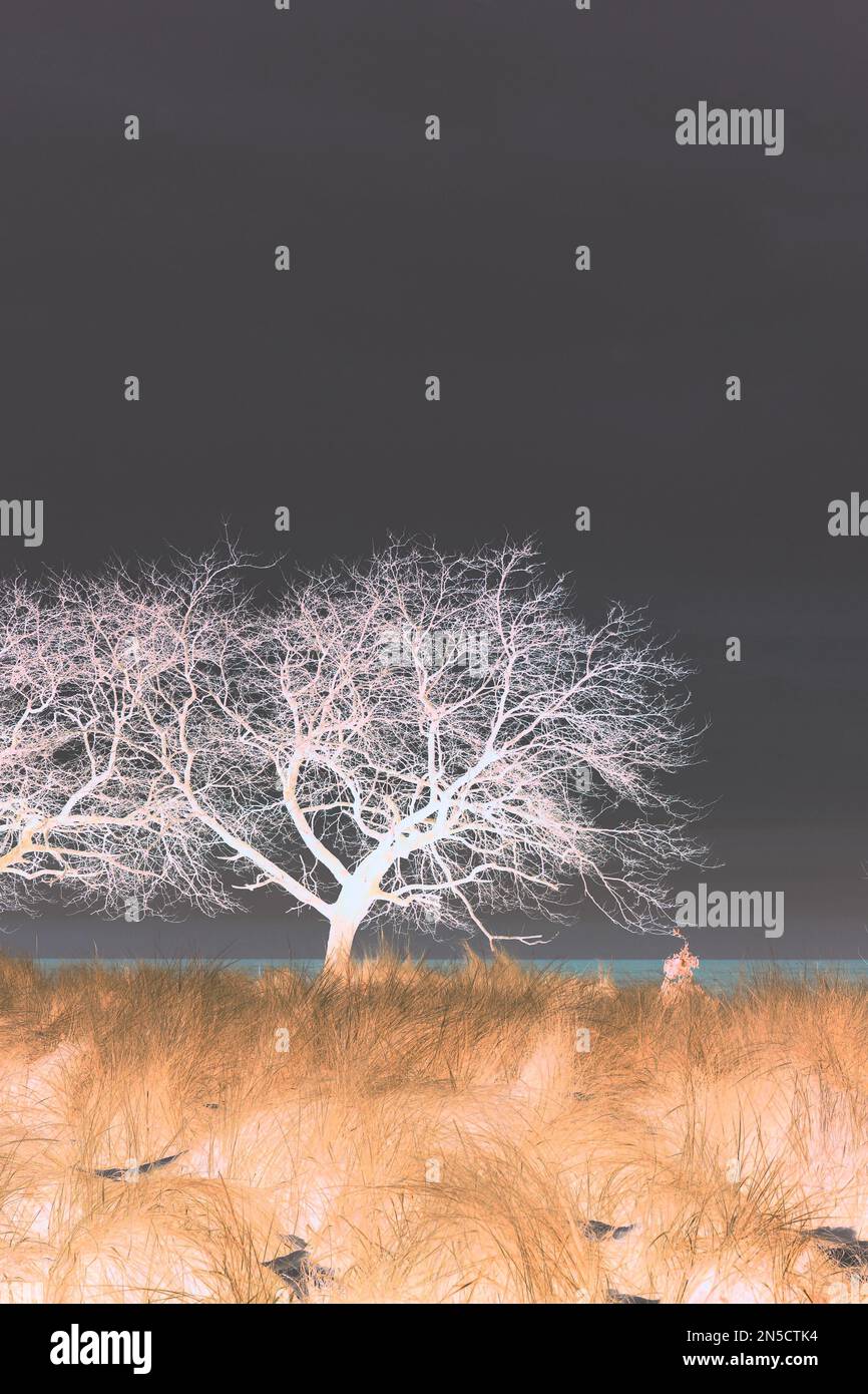 Barren trees growing in the winter meadow with lots of wild golden ...