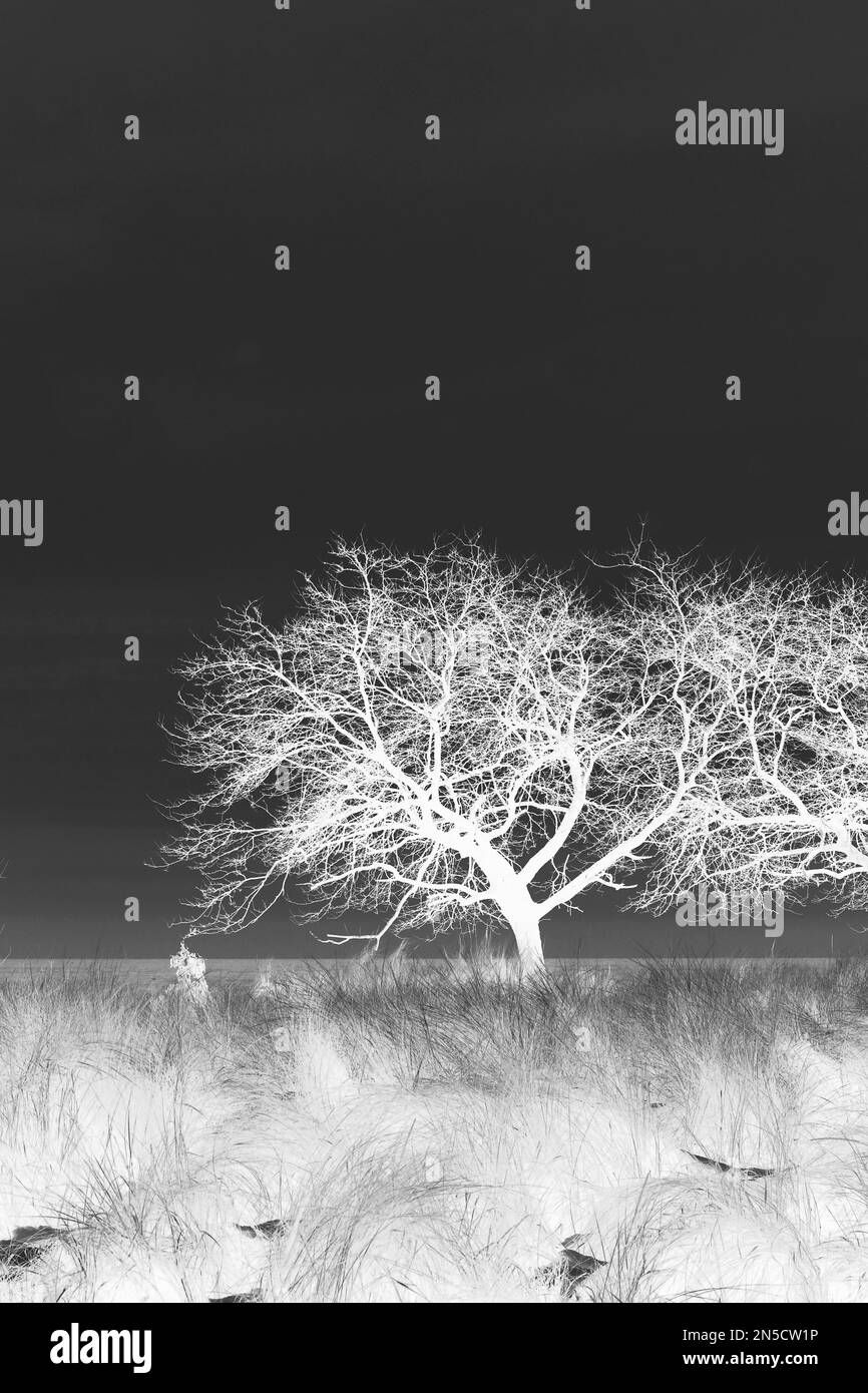 Barren trees growing in the winter meadow with lots of wild golden ...