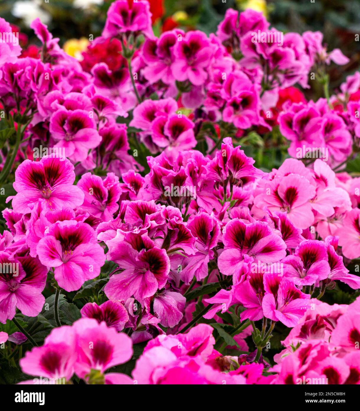 Bright pink flowers of royal geranium in flower pots in a greenhouse ...