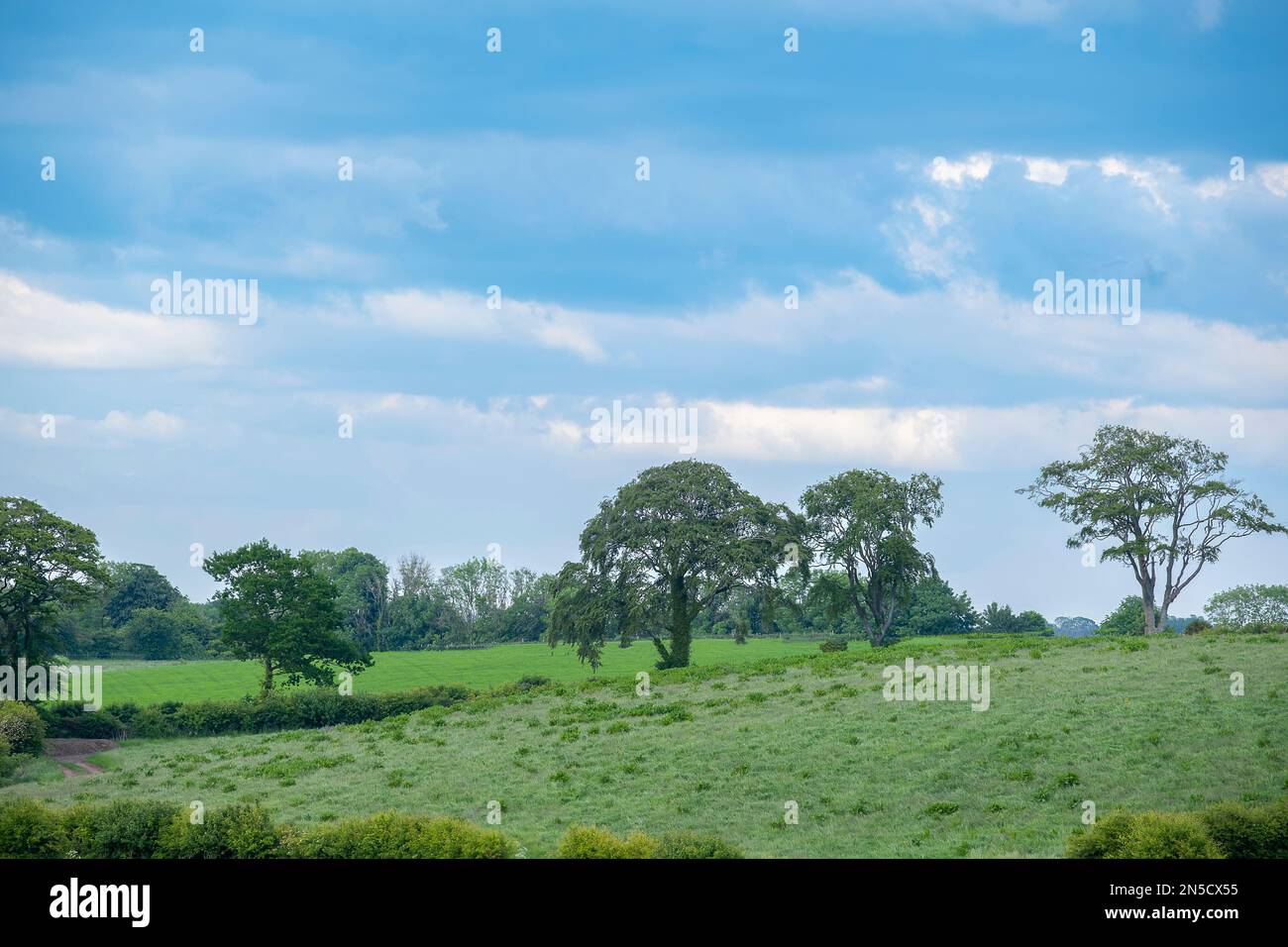 Beautiful Scottish Farmlands with farming fields lucious mature trees ...