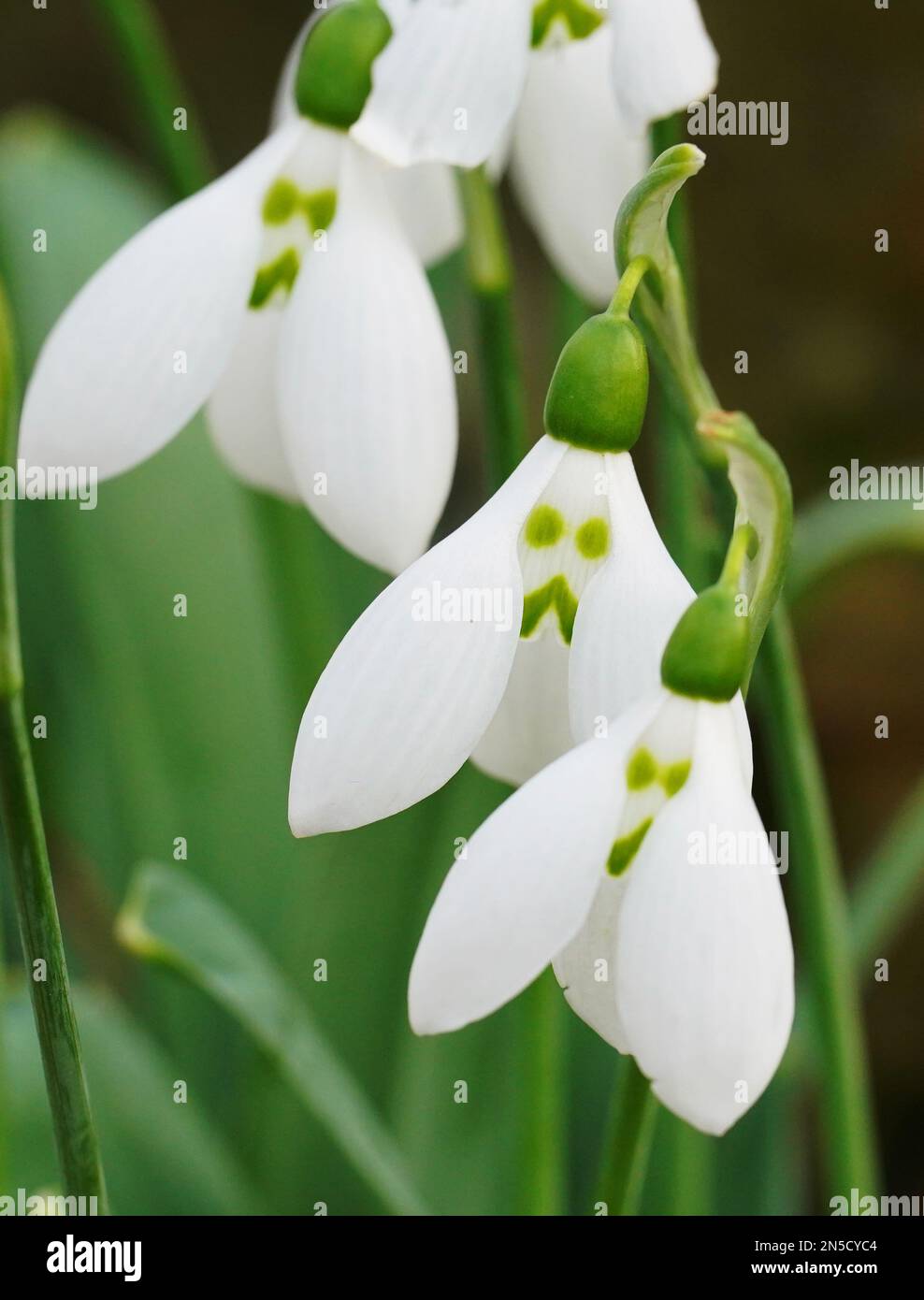 'Grumpy' snowdrops begin to flower in the Rock Garden at the Royal ...