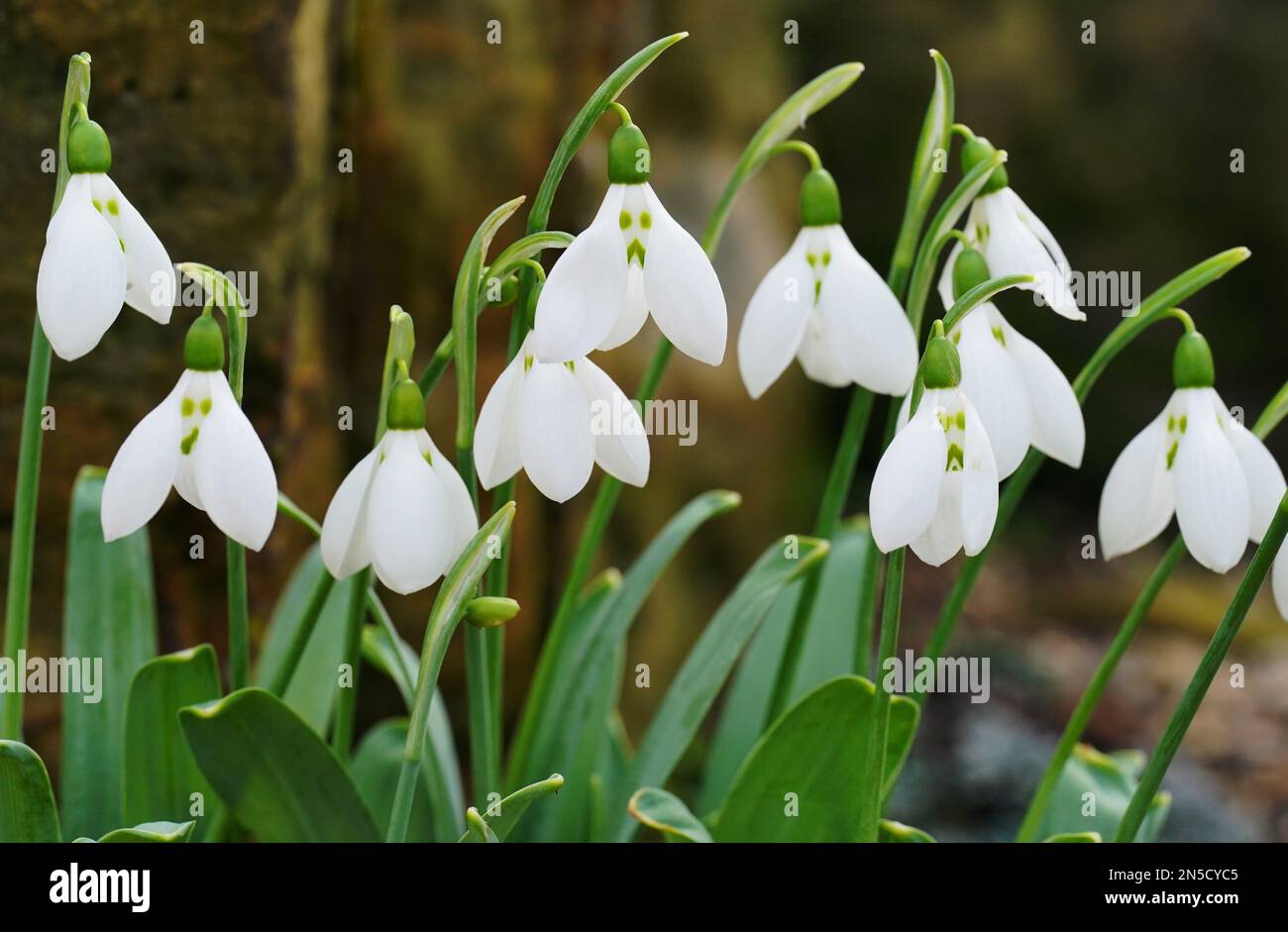'Grumpy' snowdrops begin to flower in the Rock Garden at the Royal ...