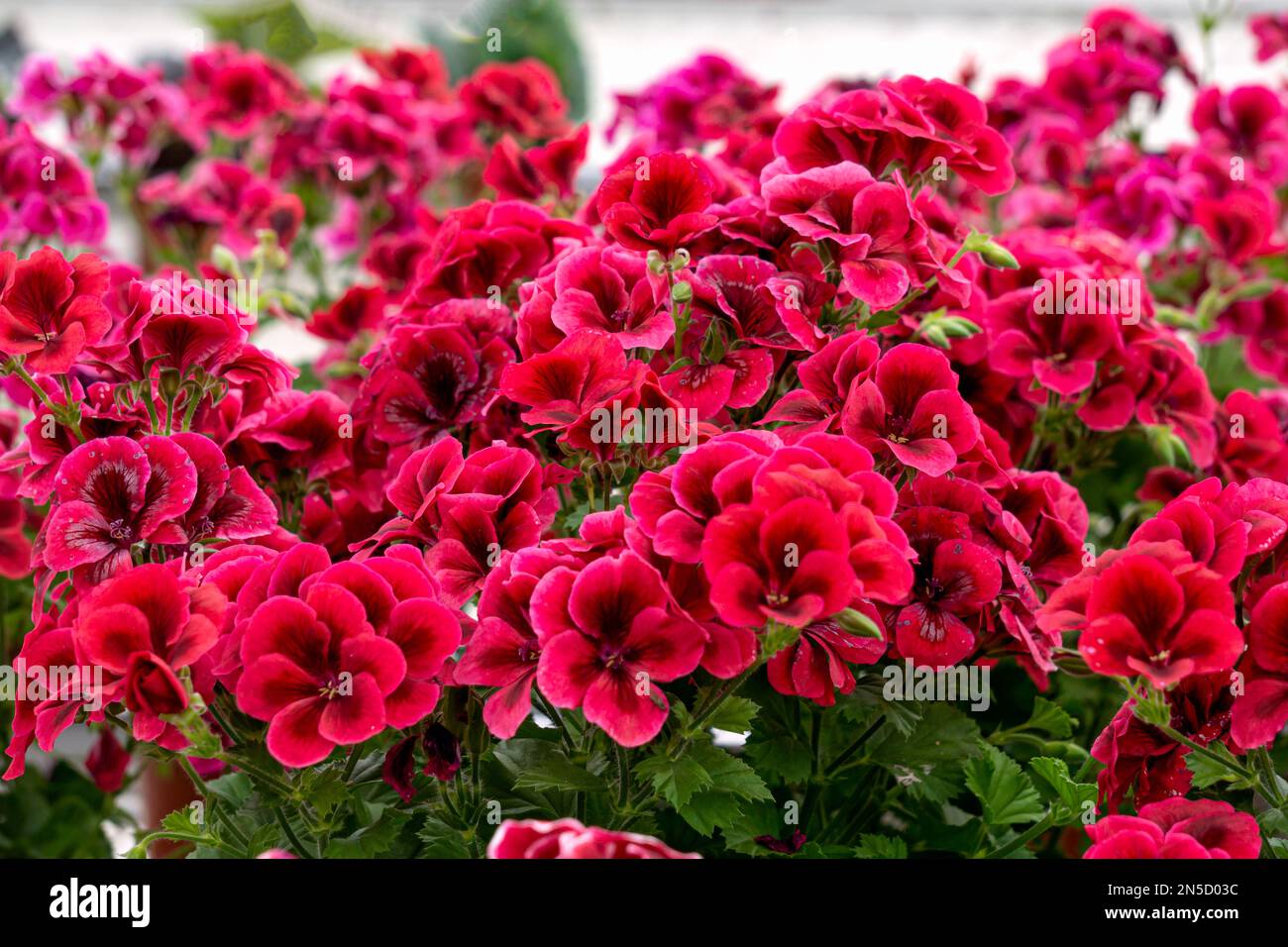 Royal geranium hi-res stock photography and images - Alamy