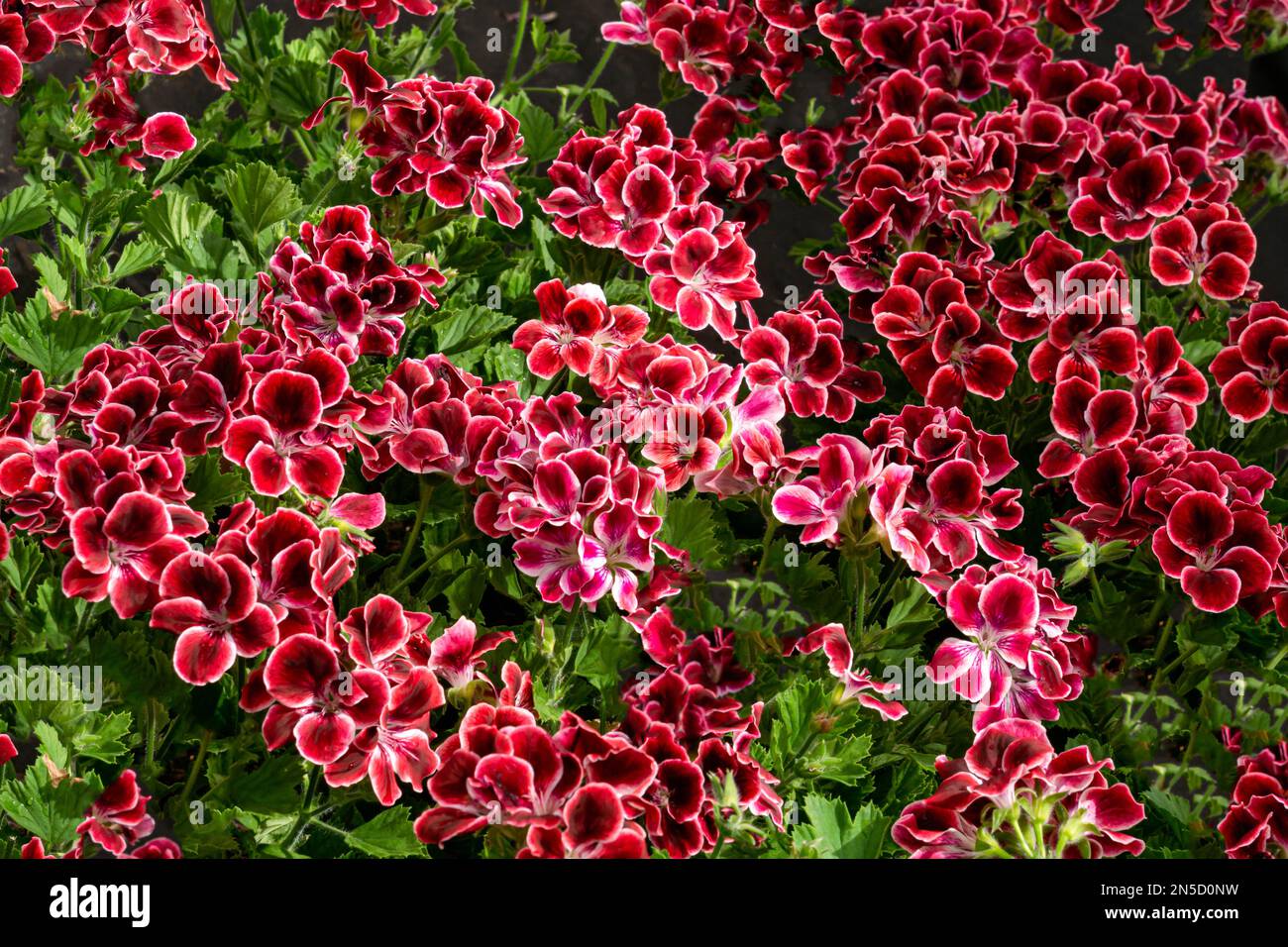 Bright red-burgundy flowers of royal geranium in flower pots in a ...