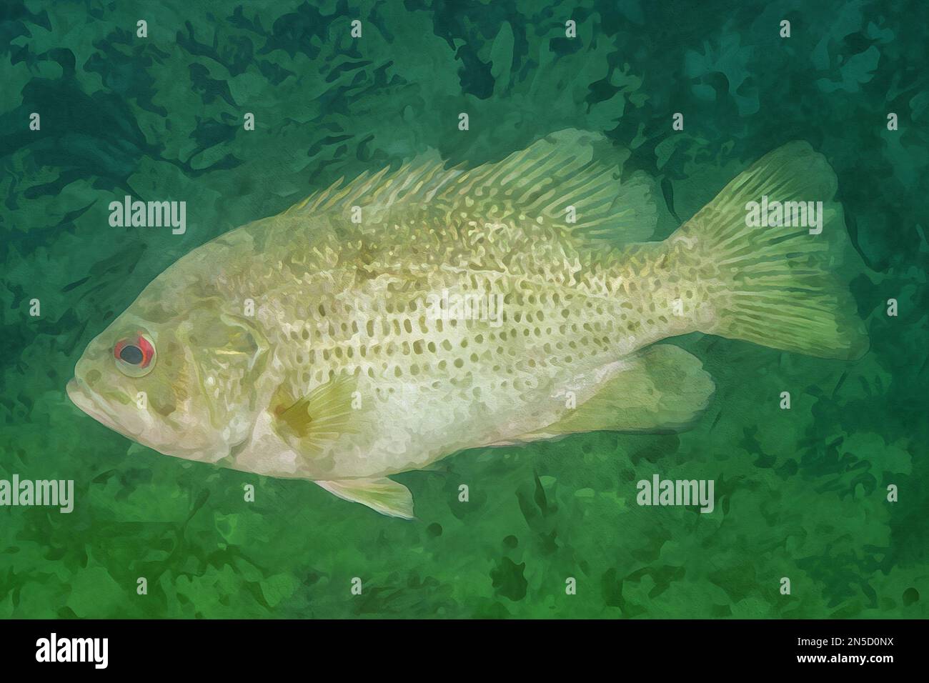 Digitally created watercolor painting of a profile of a largemouth bass ...