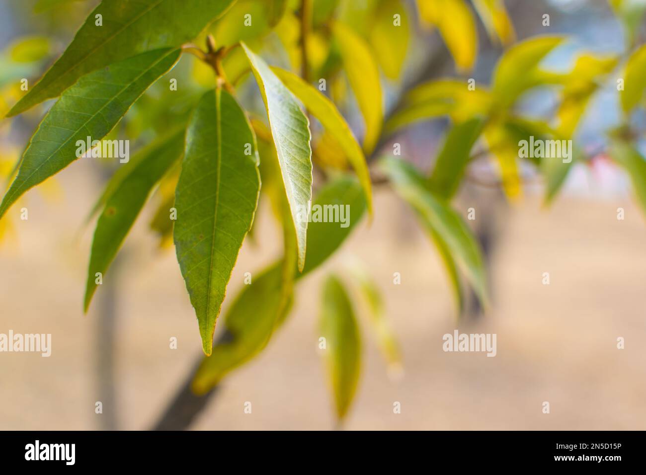 Art abstract spring background natural green leaf with rain drop after ...
