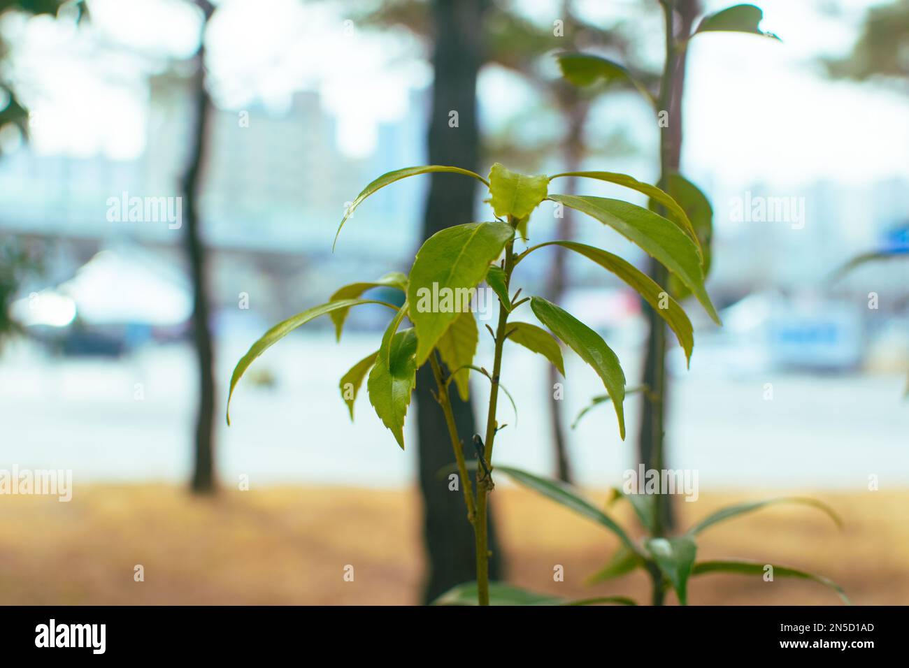 Art abstract spring background natural green leaf with rain drop after ...