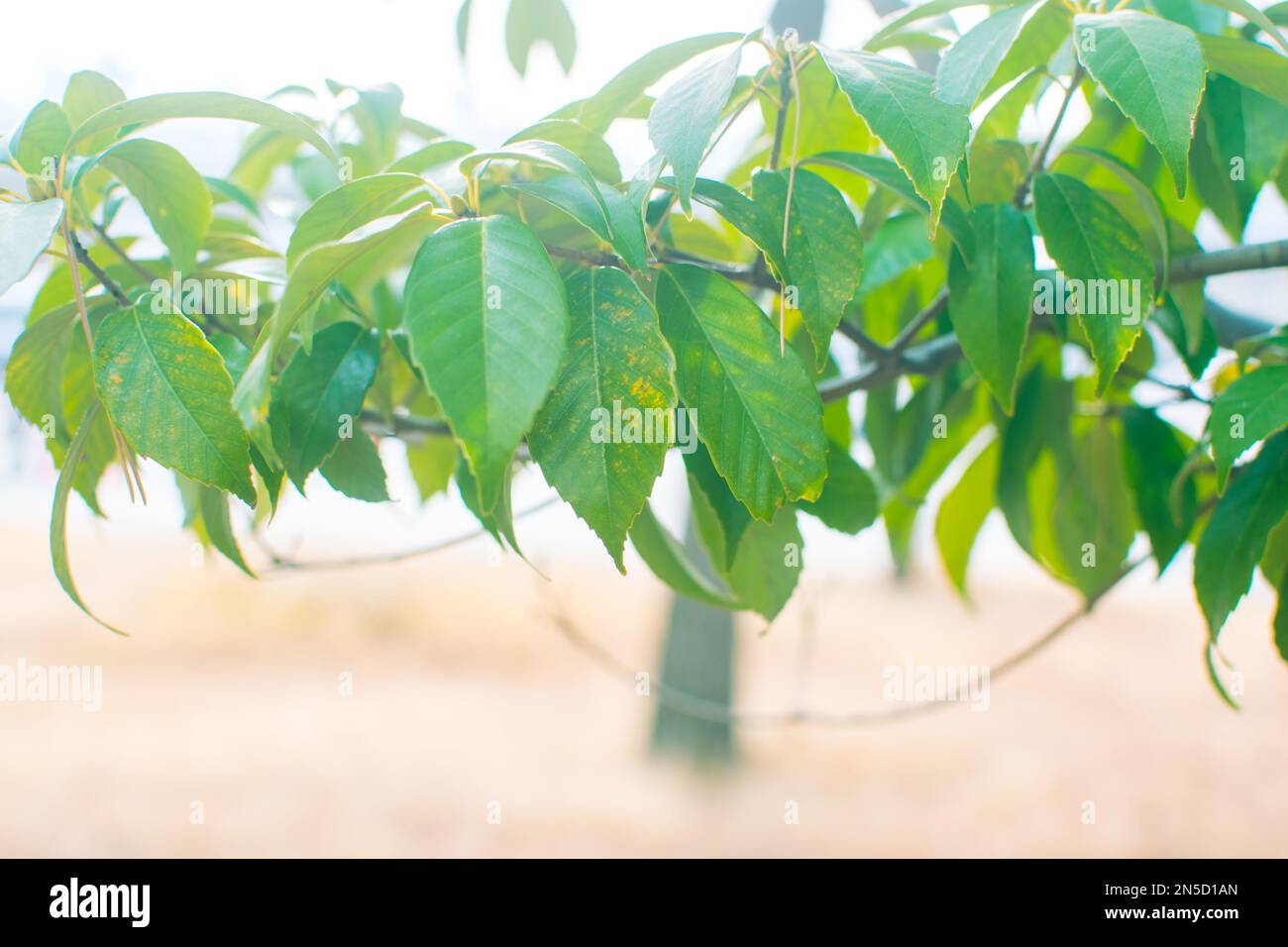 Art abstract spring background natural green leaf with rain drop after ...