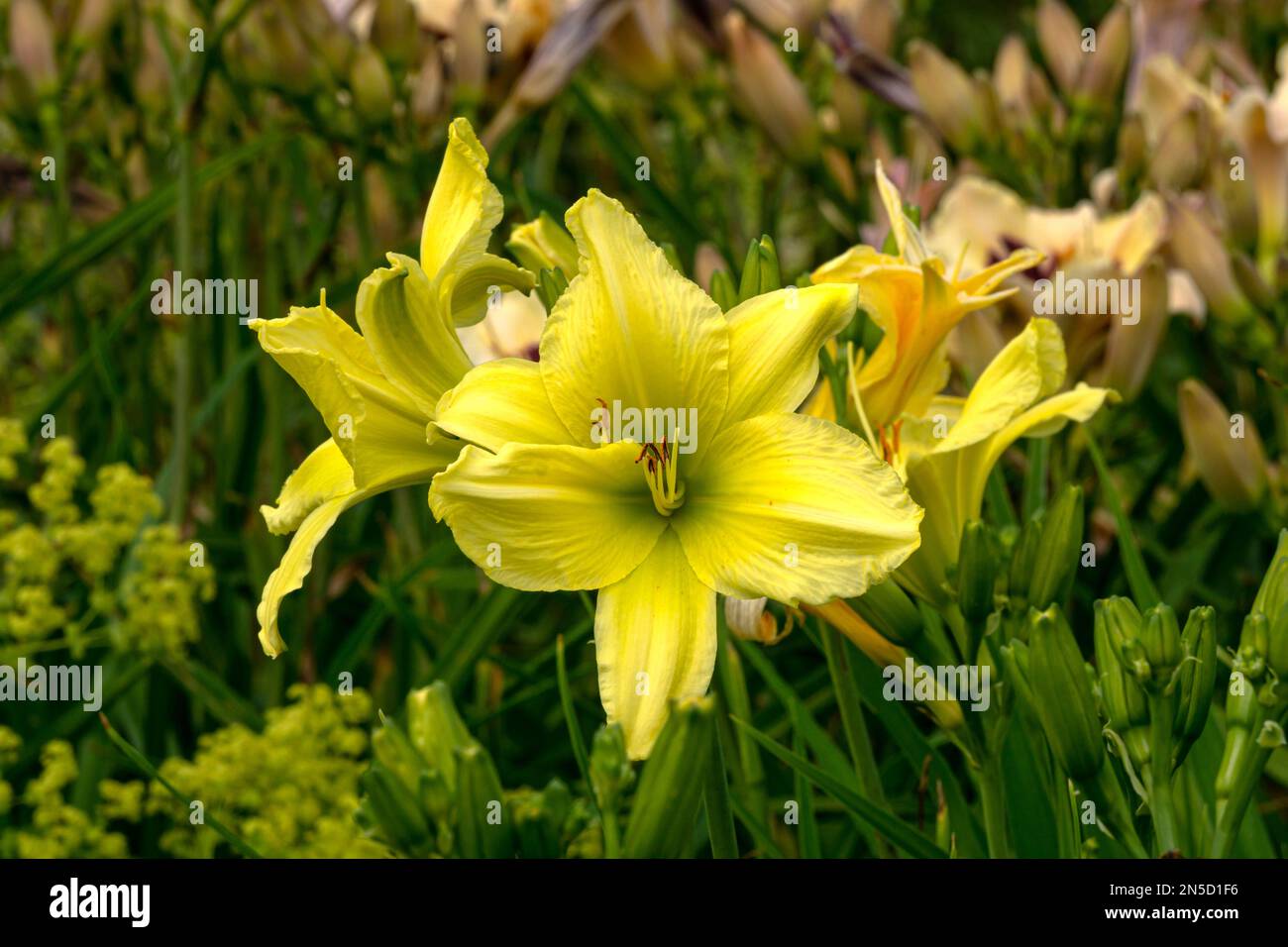 Yellow daylilies in a city park in a flower bed Stock Photo - Alamy