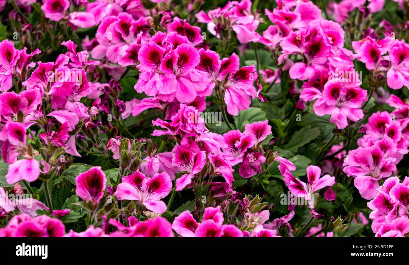 Bright pink flowers of royal geranium in flower pots in a greenhouse ...