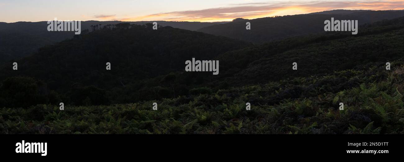 The Tuku, the only isolated area of native bush on Chatham Island ...