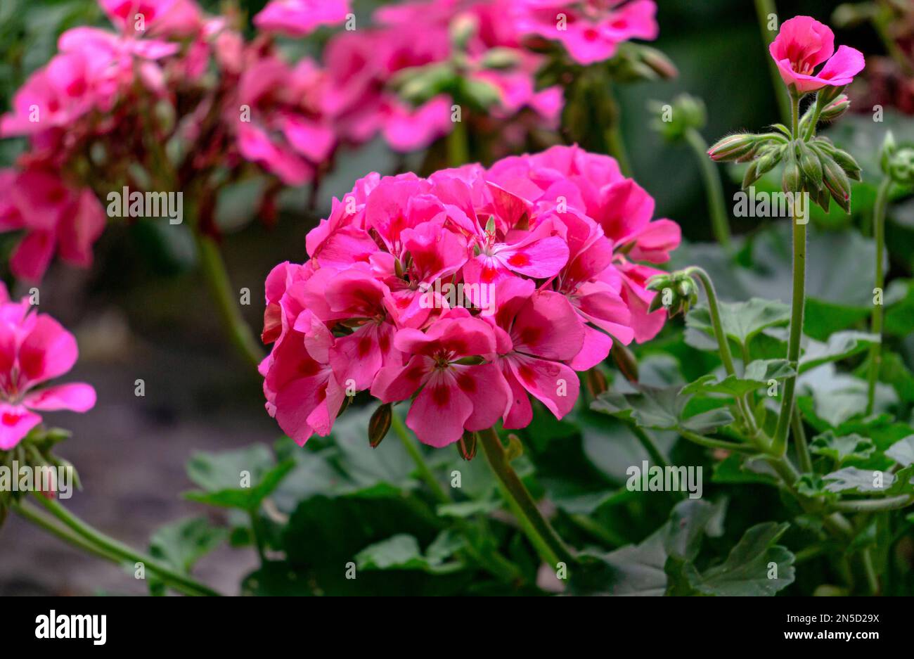Bright pink flowers of royal geranium in flower pots in a greenhouse ...