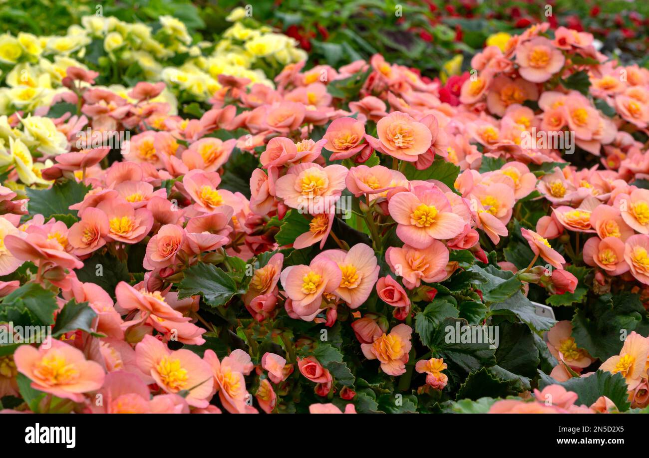 Seedlings of yellow and pink-orange begonias. Flowers background Stock ...