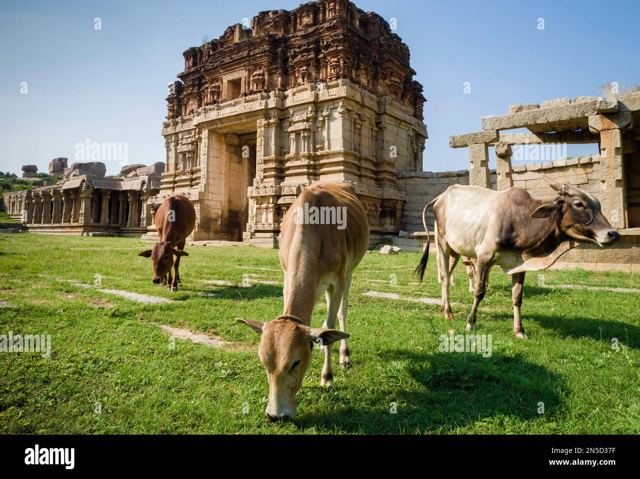 Holy cows grazing around Virupaksha hindu temple, Hampi, Karnataka ...