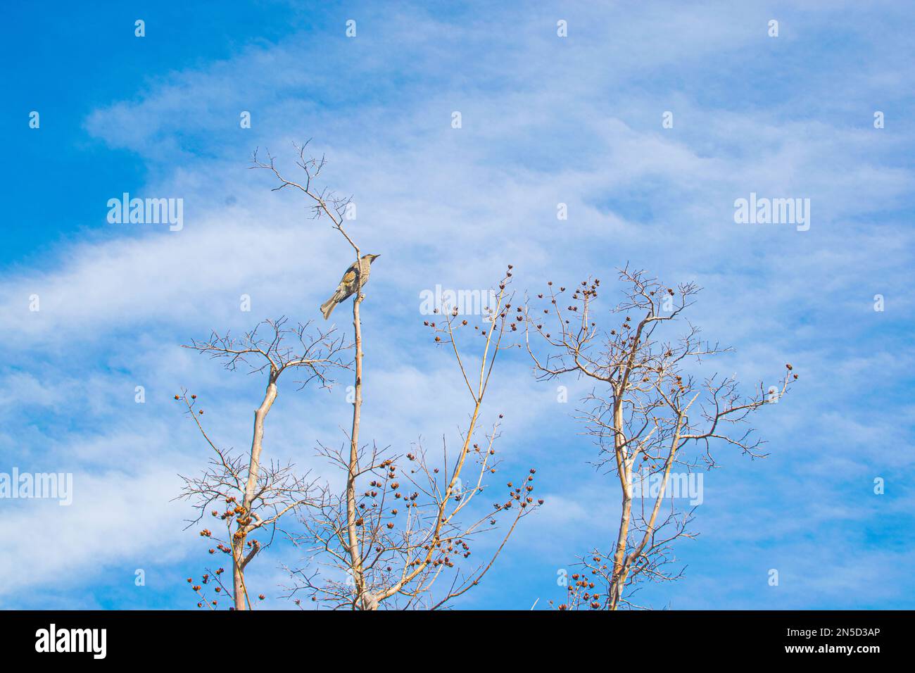 Beautiful background image of a wild robin (Erithacus rubecula) with ...