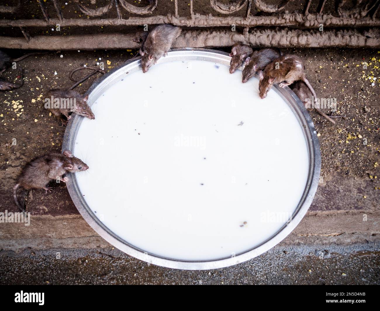 Holy rats around a milk pot at Karni Mata hindu temple, Deshnoke ...