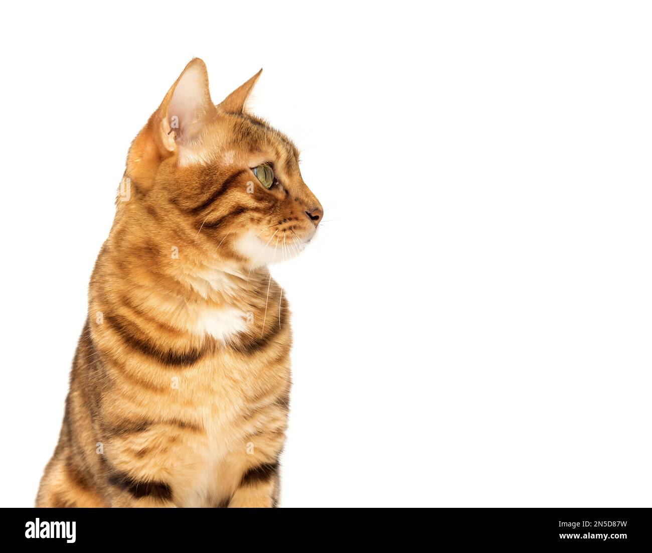 Cata White Background