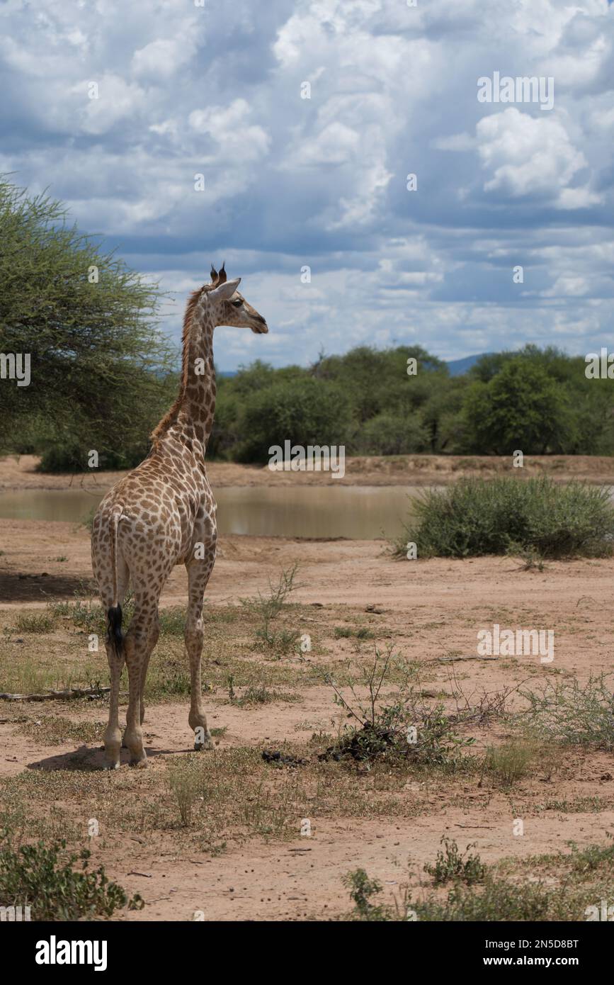 Elegant giraffe hi-res stock photography and images - Alamy