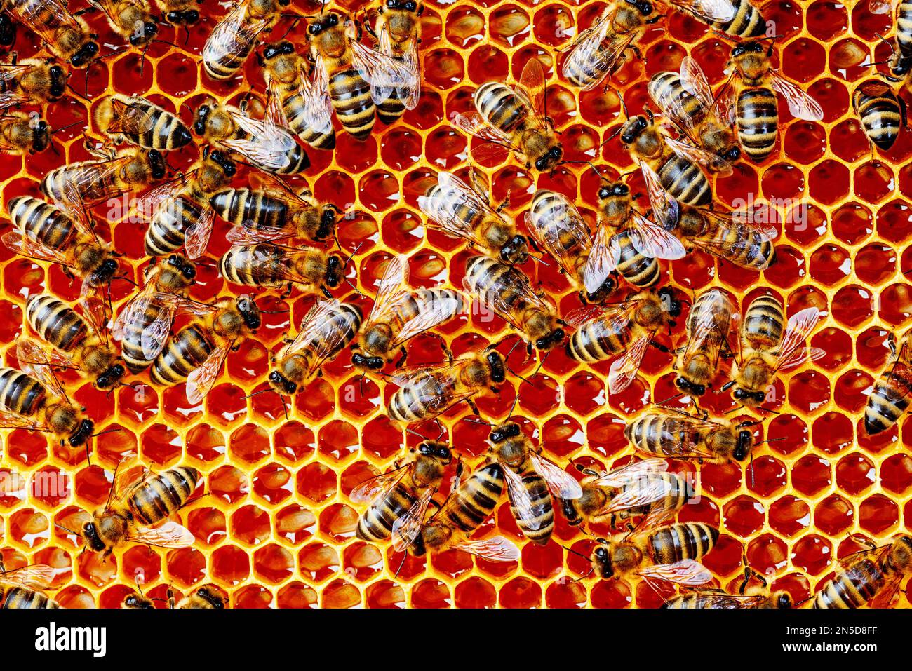 Beautiful honeycomb with bees close-up. A swarm of bees crawls through ...