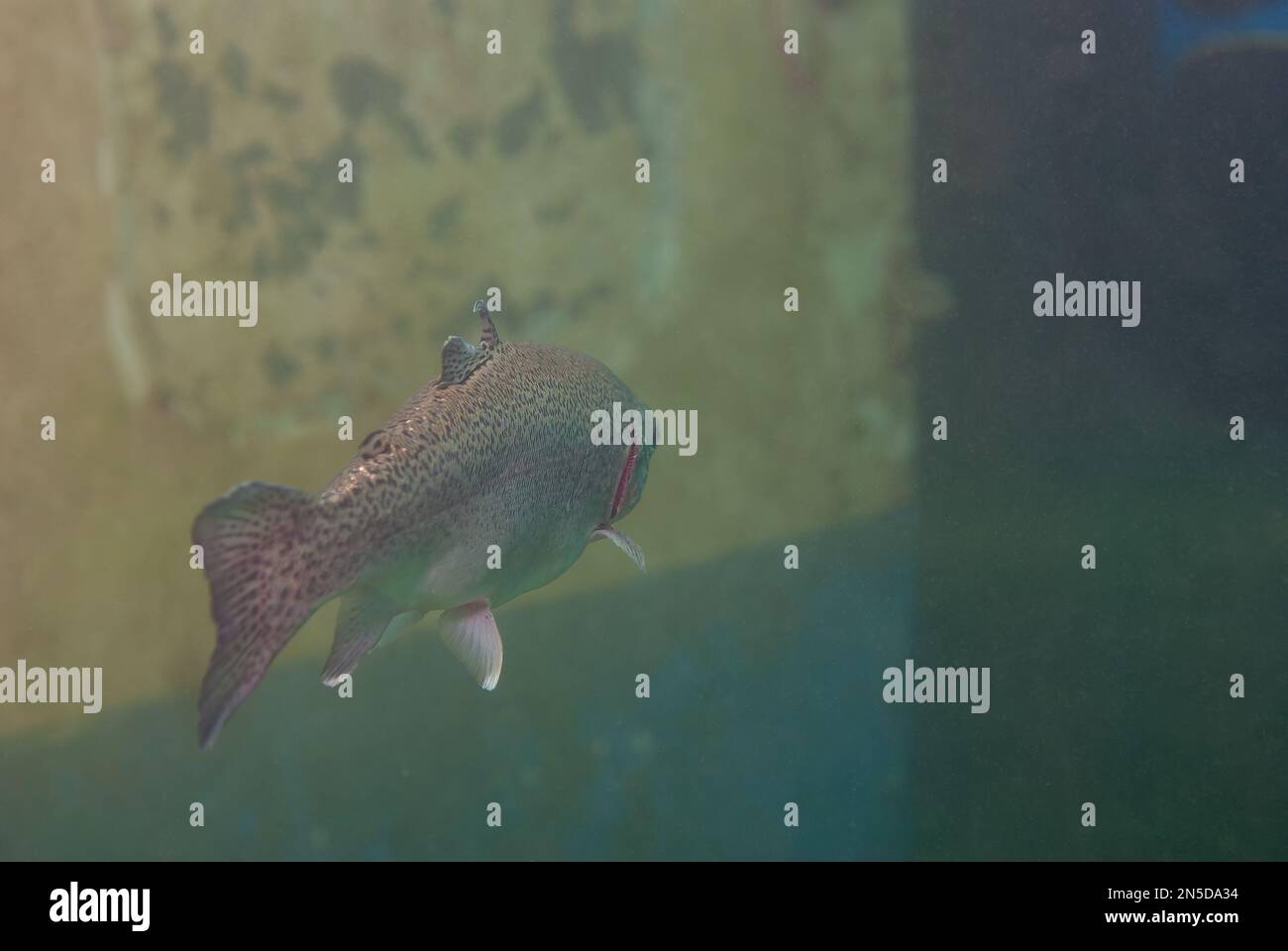 Rainbow trout swimming in a freshwater pond with copy space Stock Photo ...