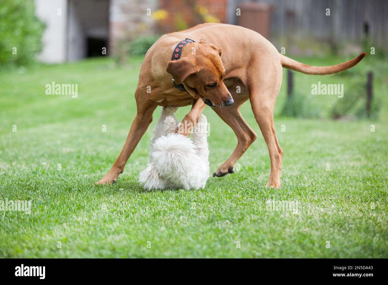 Big rhodesian ridgeback playing with small maltese dog in the garden ...