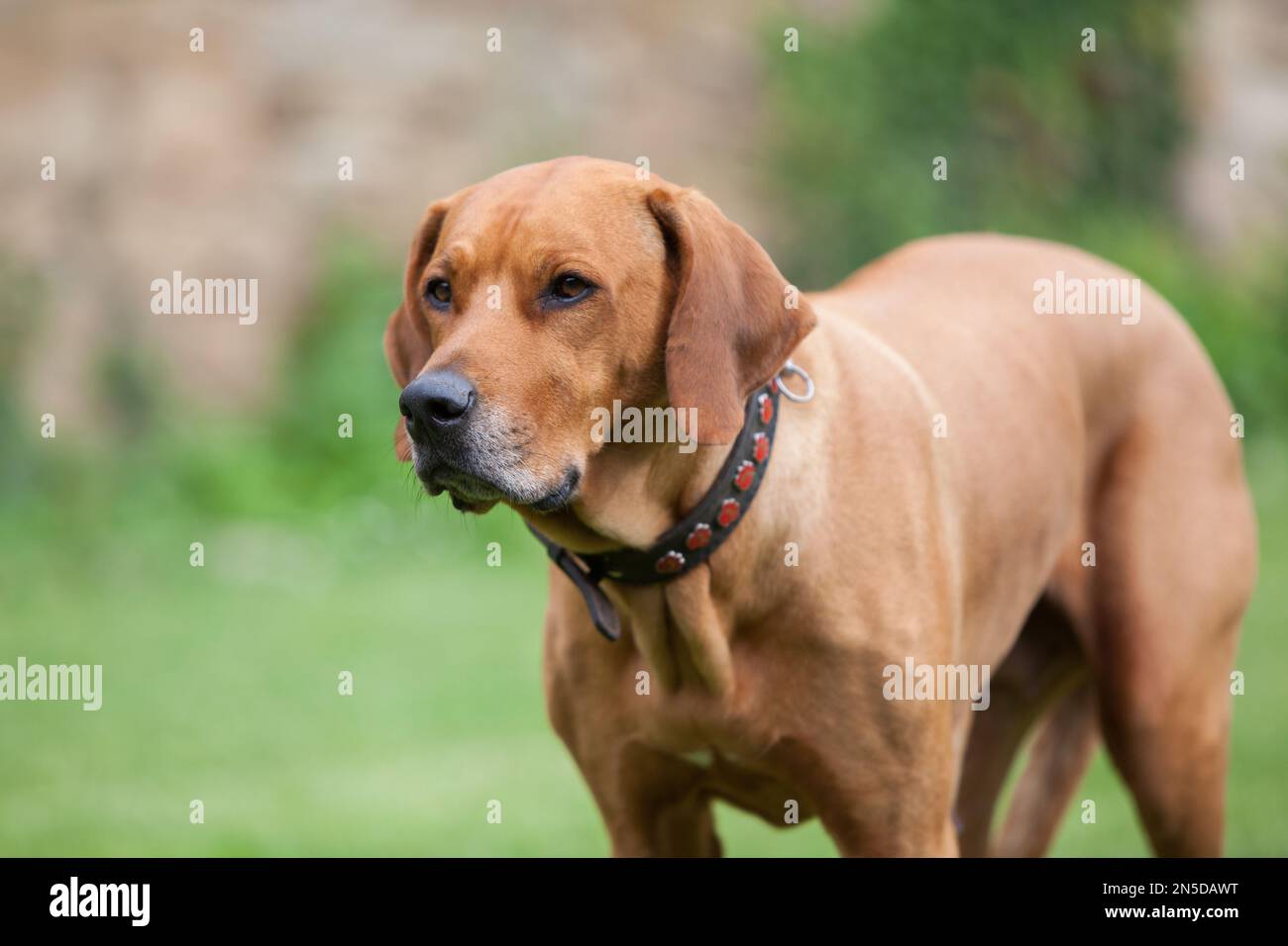 Portrait of amazing Rhodesian Ridgeback in the garden Stock Photo - Alamy