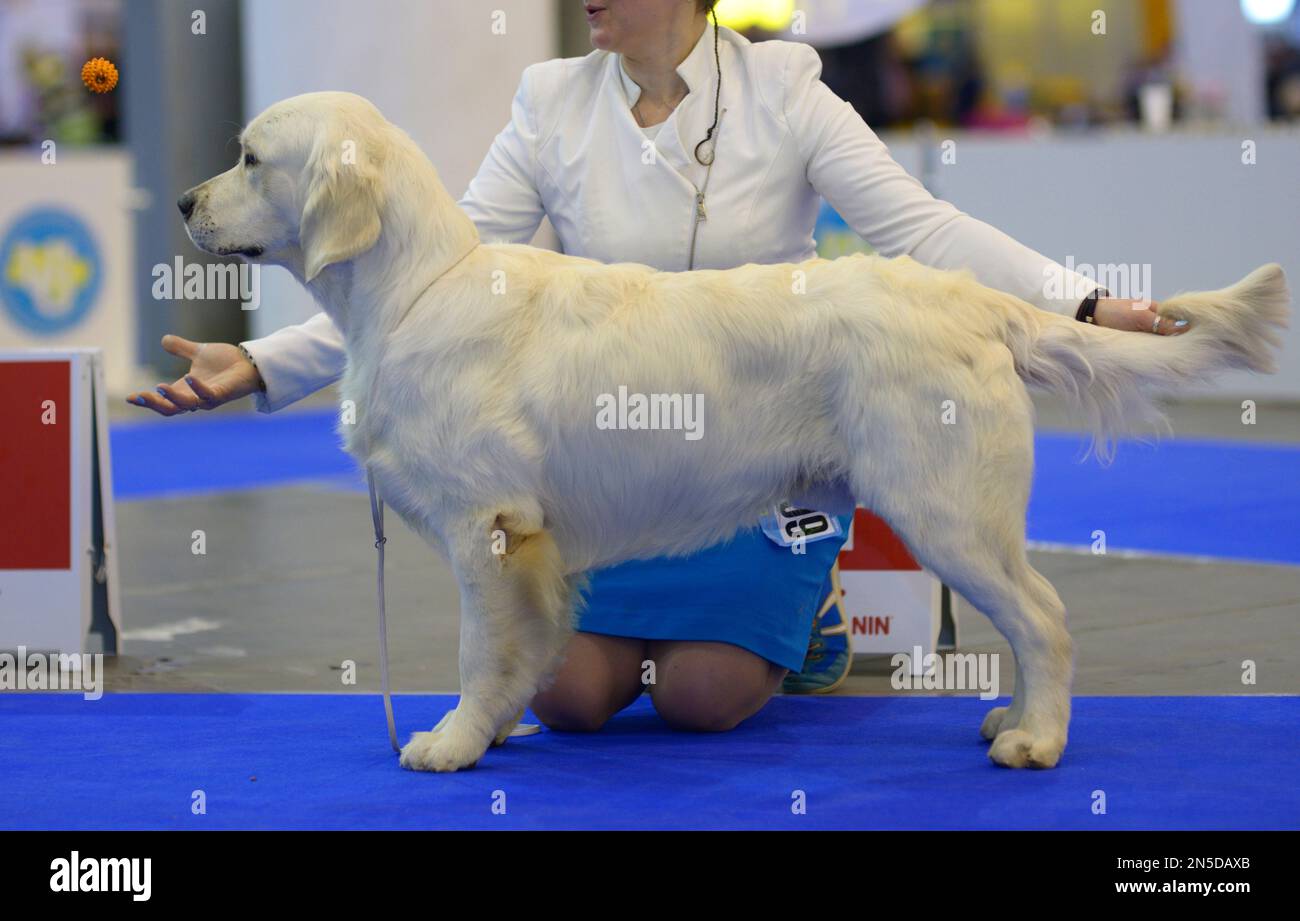 Owner hand tossing the ball teaser to draw an attention of a dog of ...