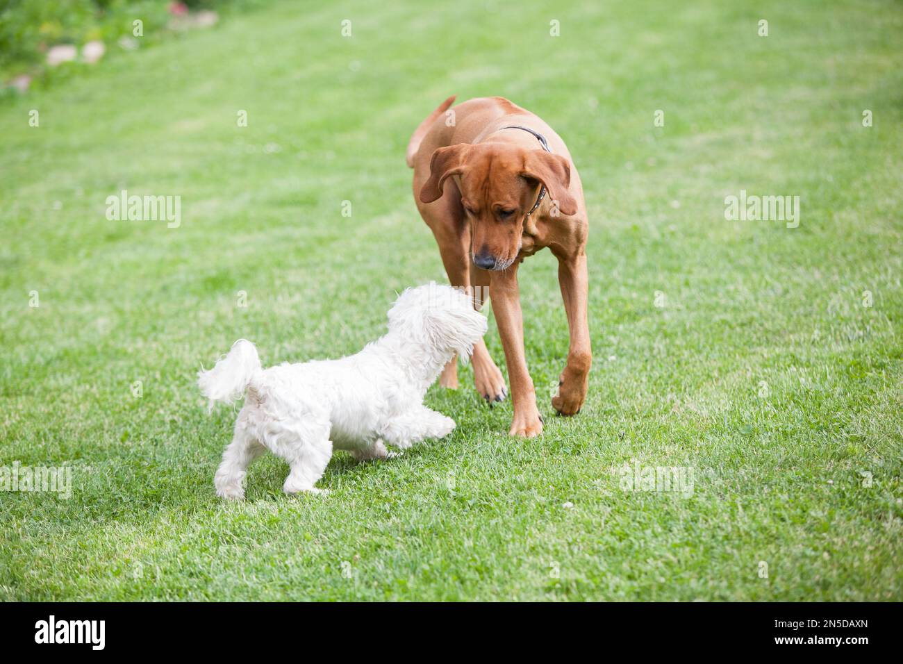 Big rhodesian ridgeback playing with small maltese dog in the garden ...