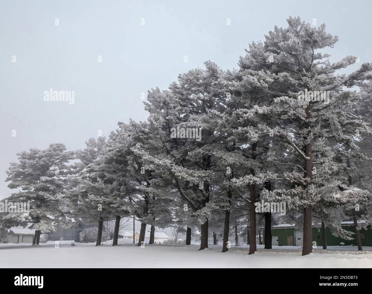 Ice trees pines hi-res stock photography and images - Alamy