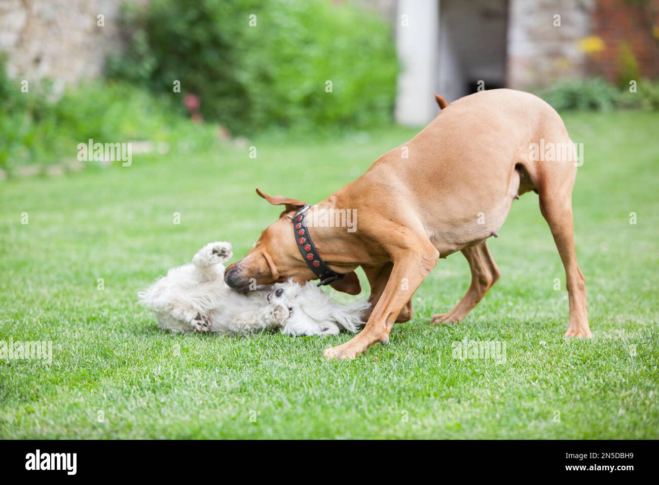 Big rhodesian ridgeback playing with small maltese dog in the garden ...