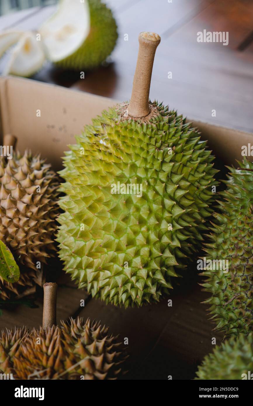 Ripe durians - the king of all fruits in Malaysia. An exotic and ...
