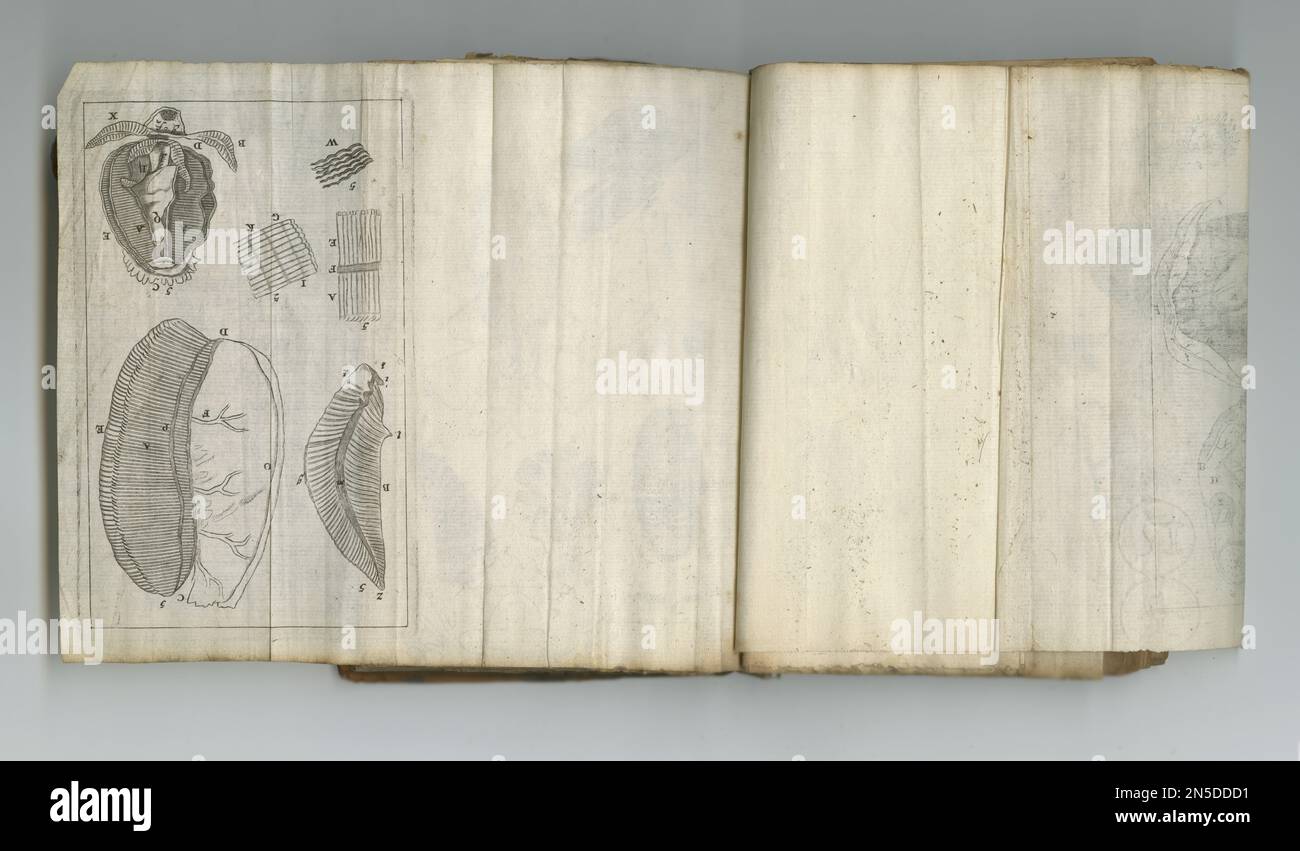 Old medical script. An old medical book with its pages on display Stock ...