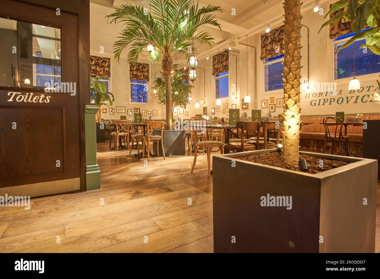 The Botanist restaurant interior at night in Ipswich, UK Stock Photo ...