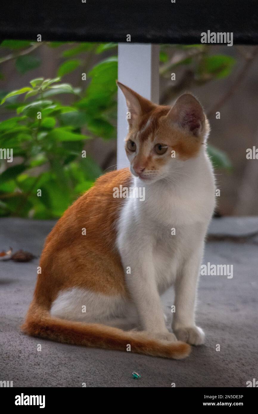 A vertical shot of the white and ginger Egyptian mau cat (Felis catus ...