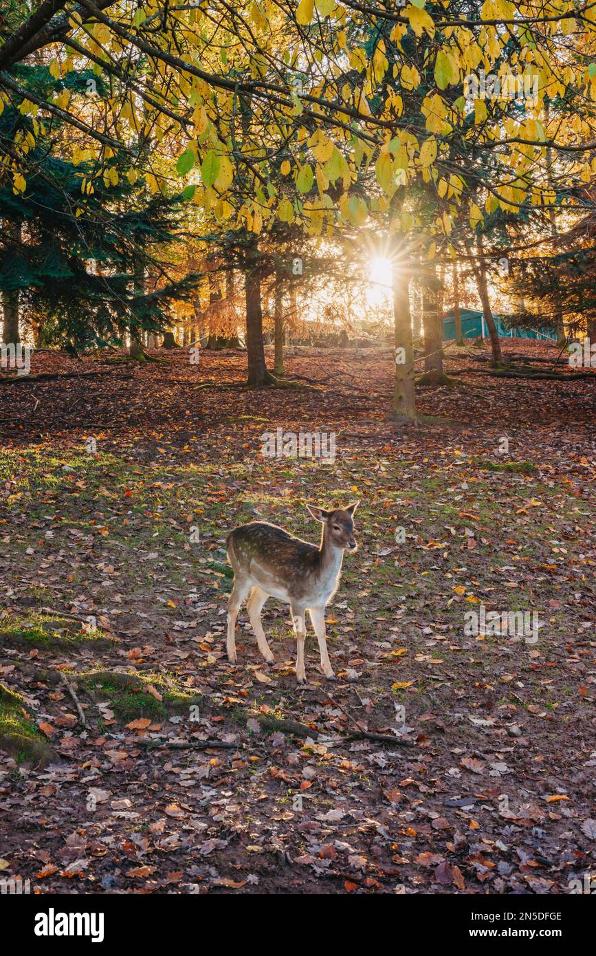 Young wild deer, standing in the forest, morning light. deer in the ...