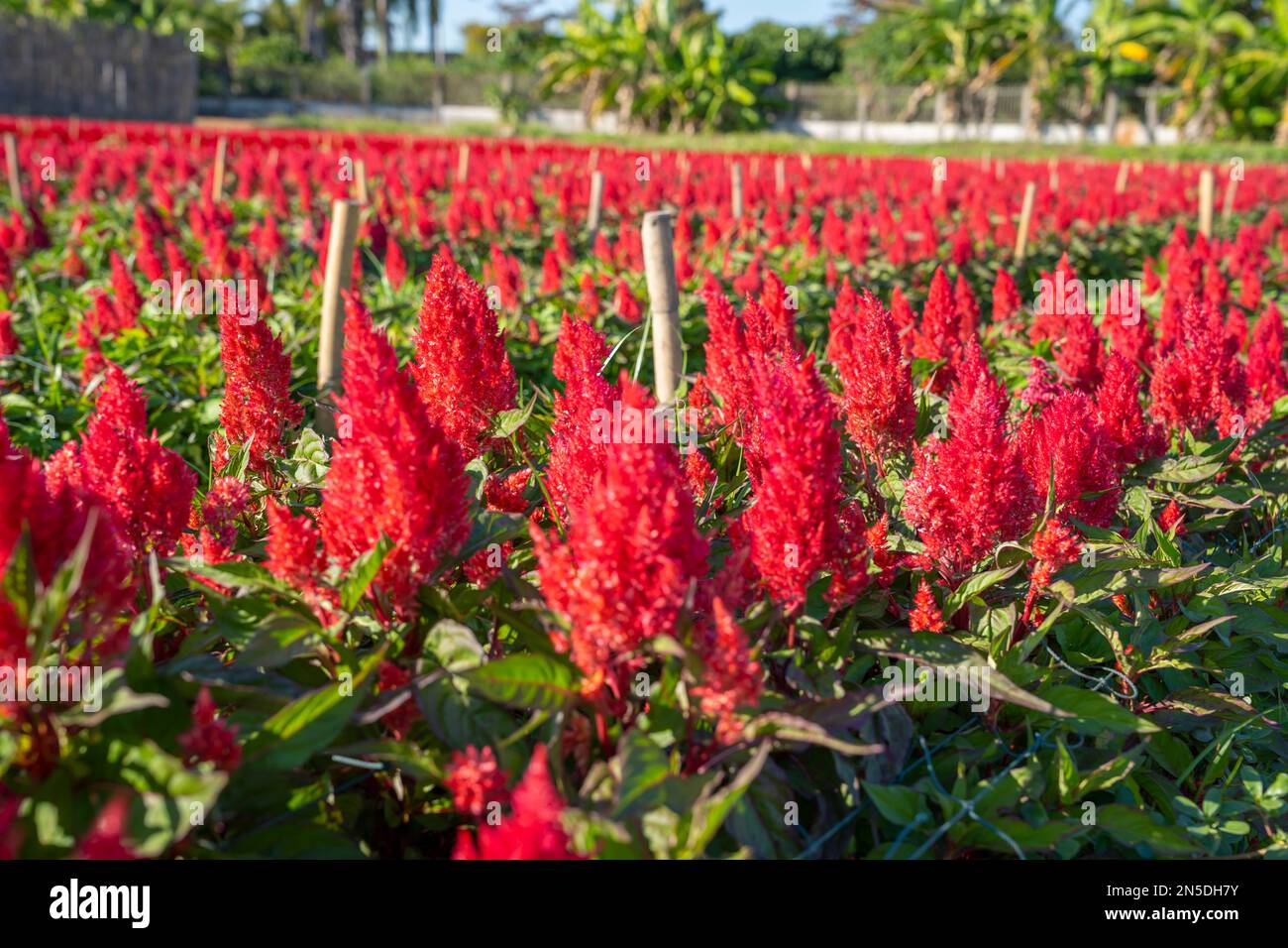 Red Silver Cockscomb aka Celosia Argentia flowers in bloom in a field ...