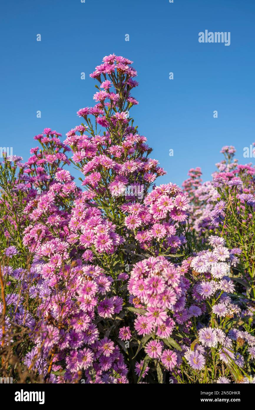 Margaret flower hi-res stock photography and images - Alamy