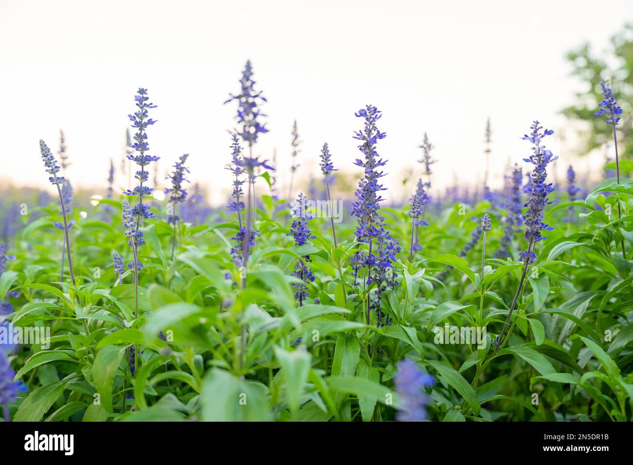 closeup the blue sage flowers in bloom growing in herbal garden Stock ...