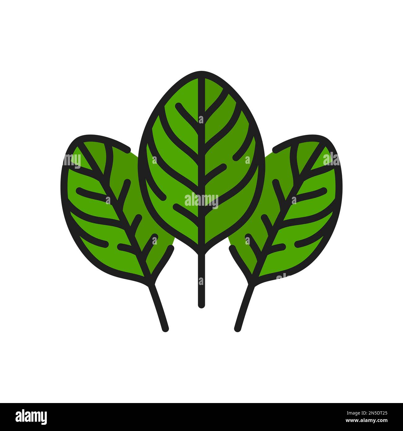 Sorrel common rumex acetosa Stock Vector Images - Alamy