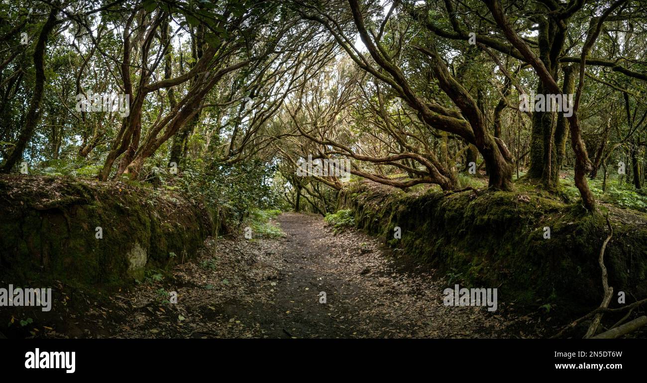 The Straight and Narrow: A Jungle Pathway Stock Photo - Alamy
