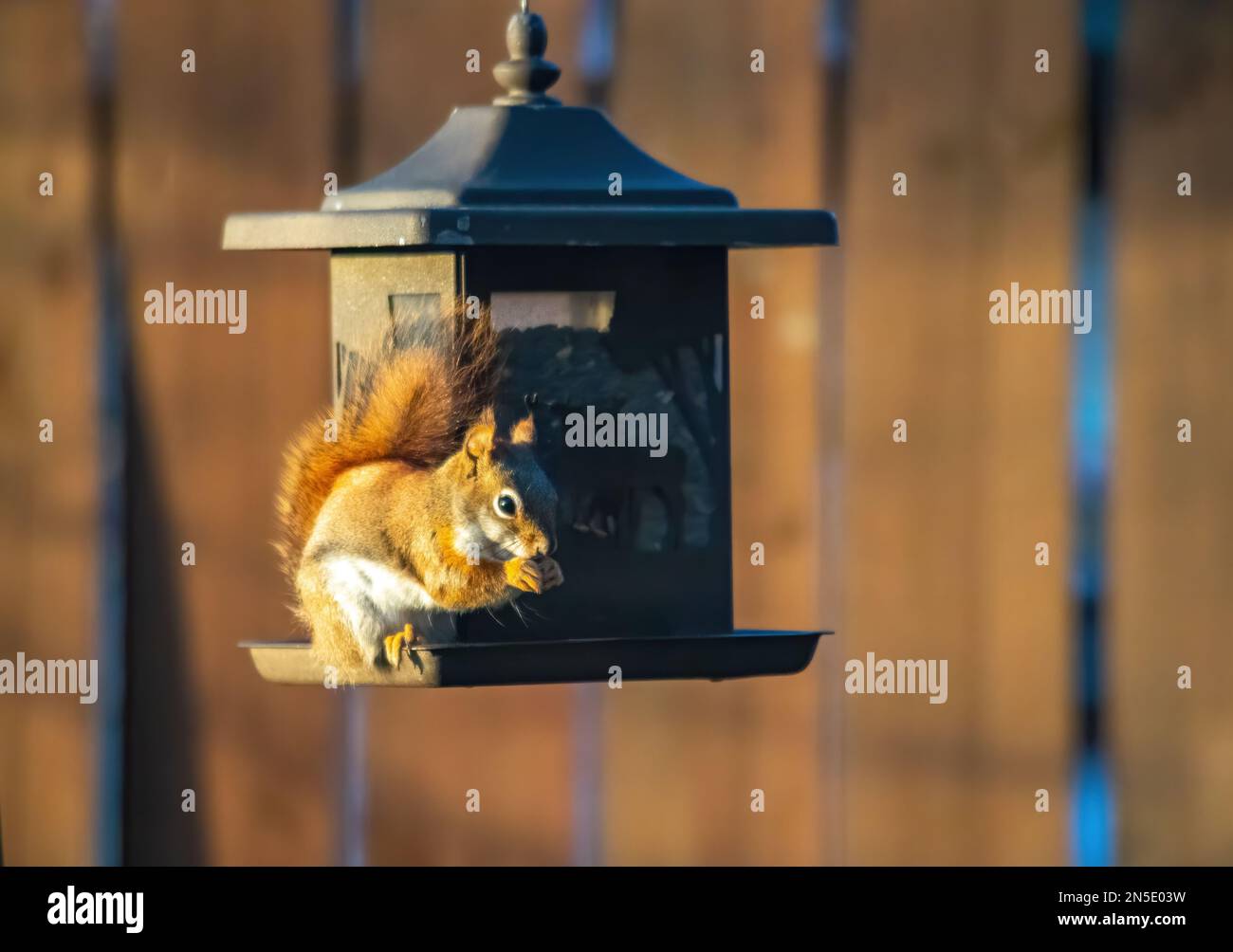 Red squirrel eating sunflower seeds at a bird feeder with the morning ...