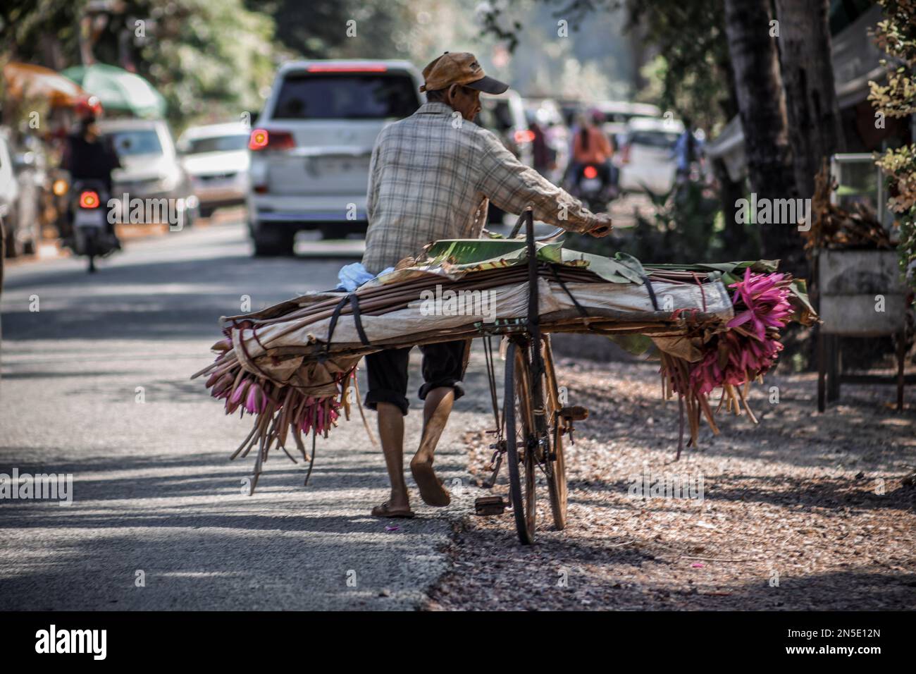 An old man dragging his bicycle loaded with pink flowers on the road of ...