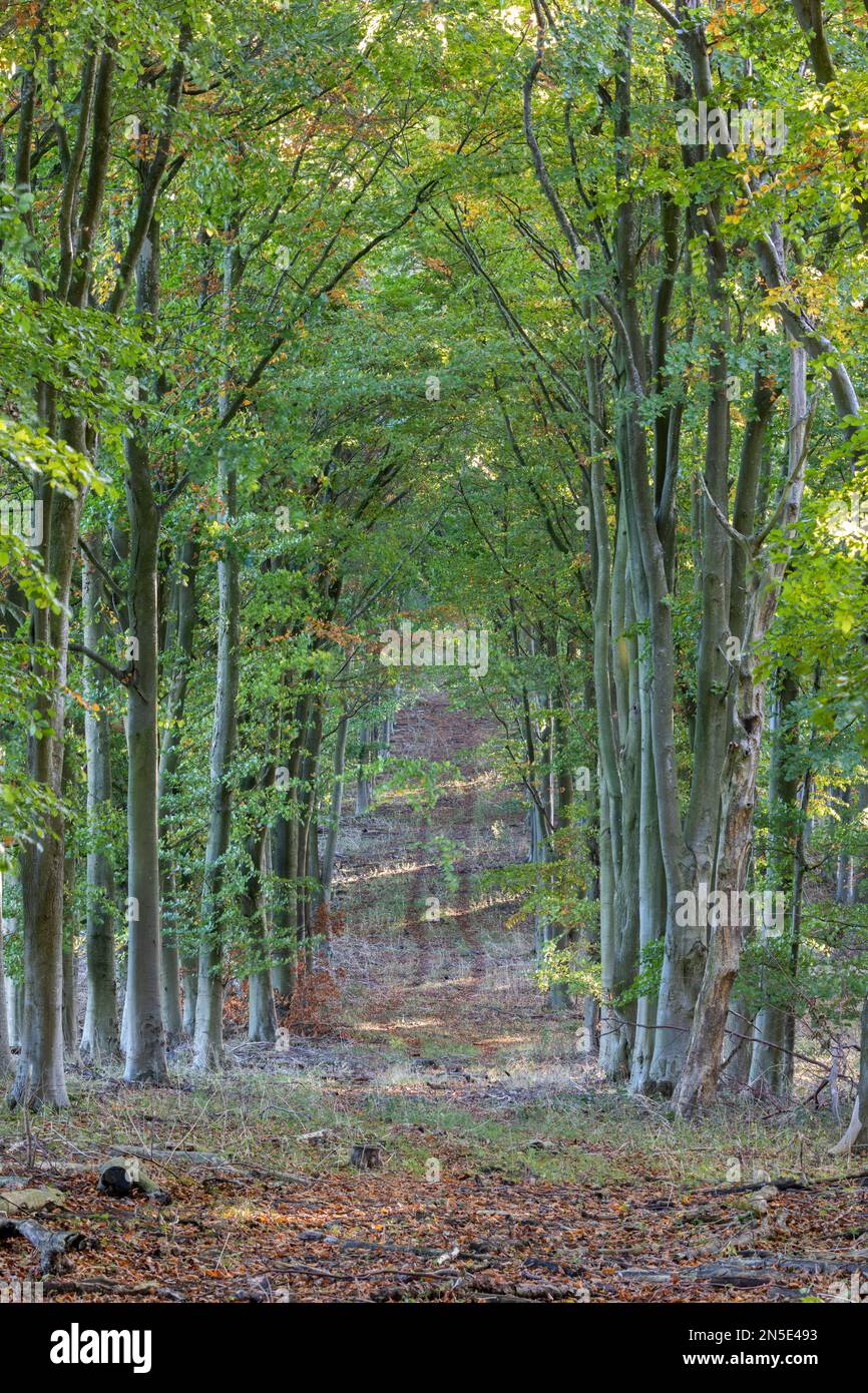 Avenue of beech trees in early morning sunlight, Berkshire, England ...