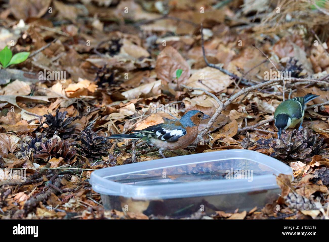 colorful chaffinch between twigs and leaves in the forest at the Veluwe ...