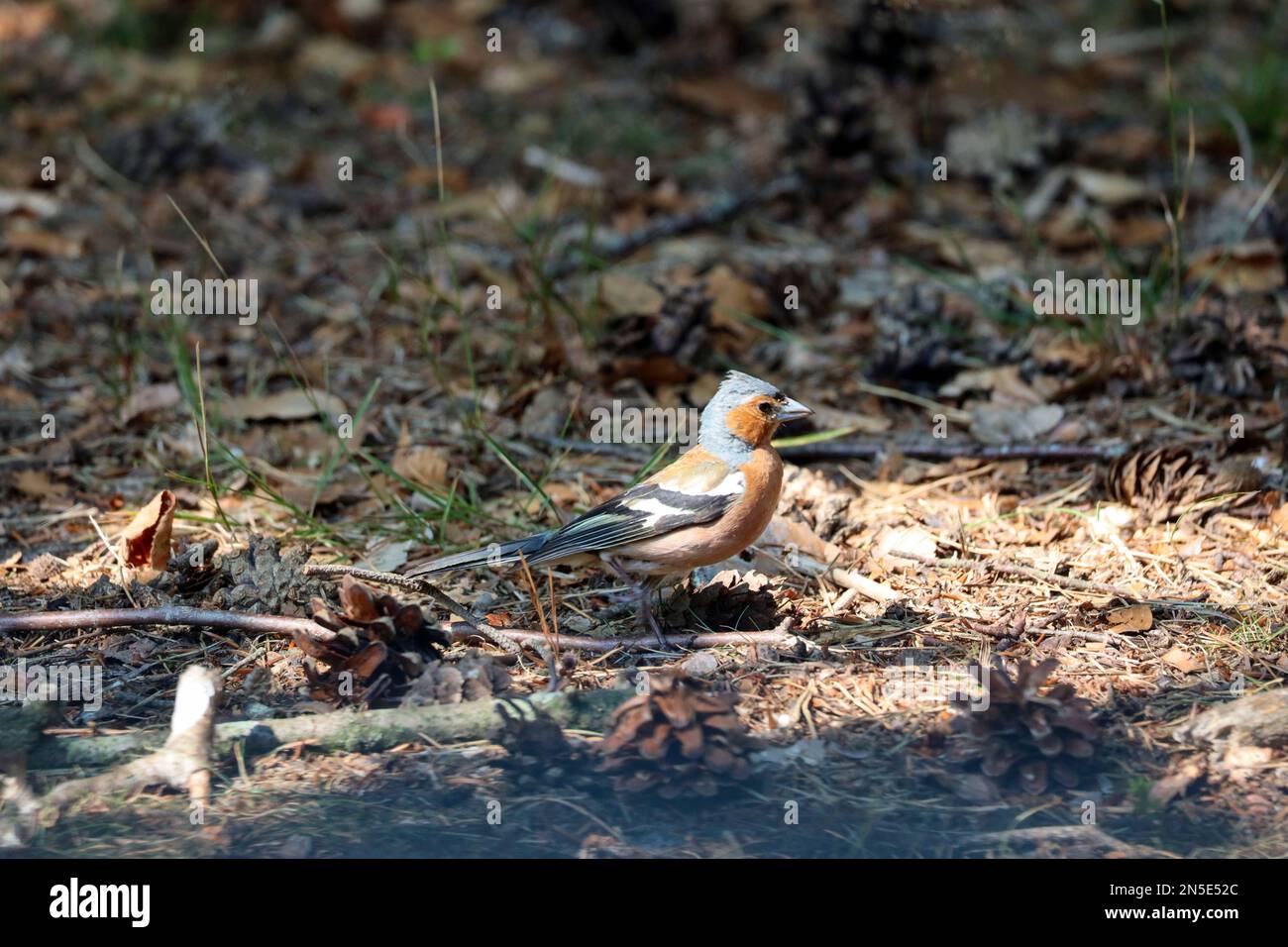 colorful chaffinch between twigs and leaves in the forest at the Veluwe ...