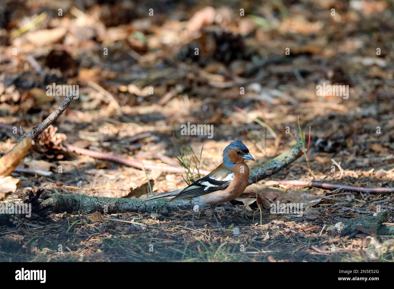 colorful chaffinch between twigs and leaves in the forest at the Veluwe ...