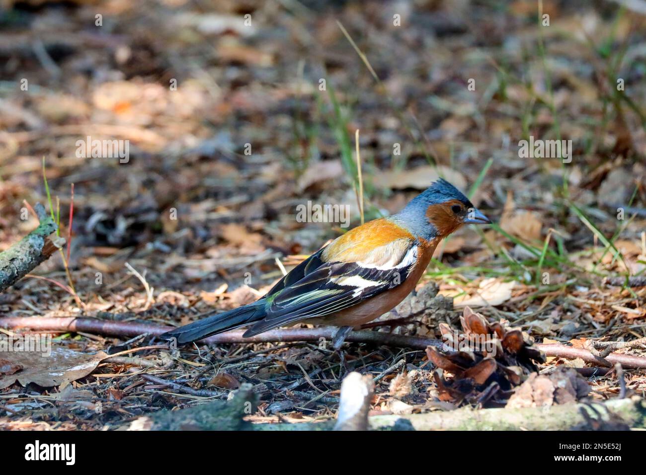 colorful chaffinch between twigs and leaves in the forest at the Veluwe ...